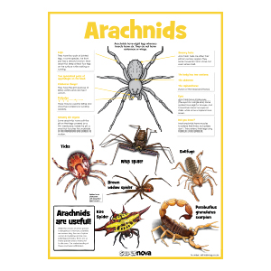 A3 Arachnids Poster - BK Publishing – Online Shop